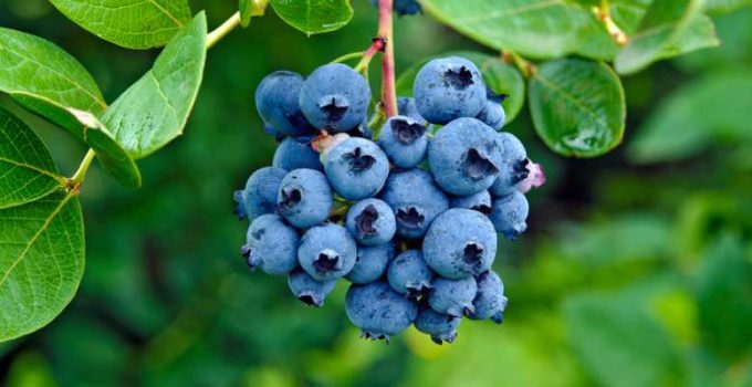 5 arbustos frutales ideales para plantar en tu jardín. - Plantas y más