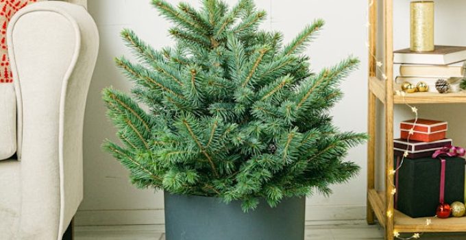 Consejos y recomendaciones para el cuidado del abeto azul Picea pungens ...