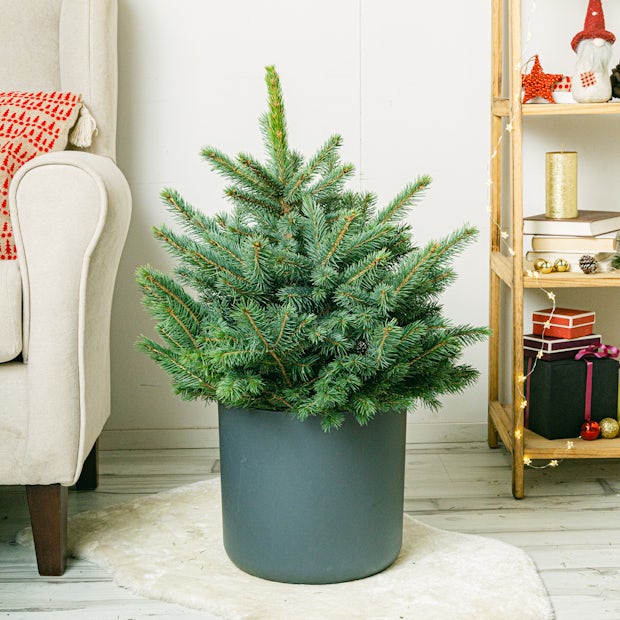 Consejos y recomendaciones para el cuidado del abeto azul Picea pungens ...