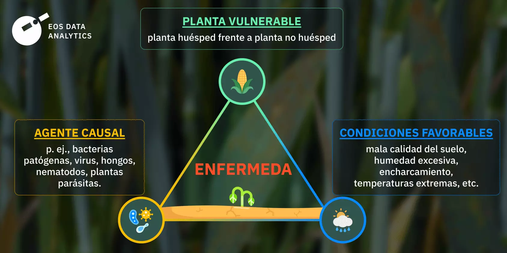 Importancia de identificar los signos de enfermedades en las plantas ...