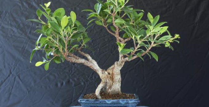 ¿Qué es la akadama y cómo se utiliza en el bonsái? - Plantas y más